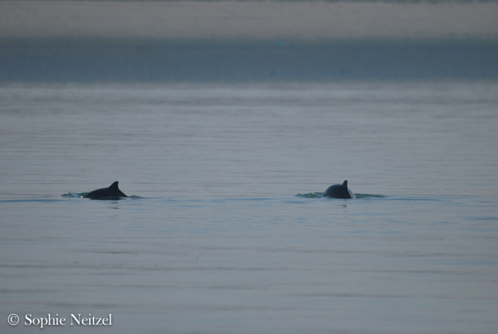 Steun Studio Bruinvis | Duikplaats.net