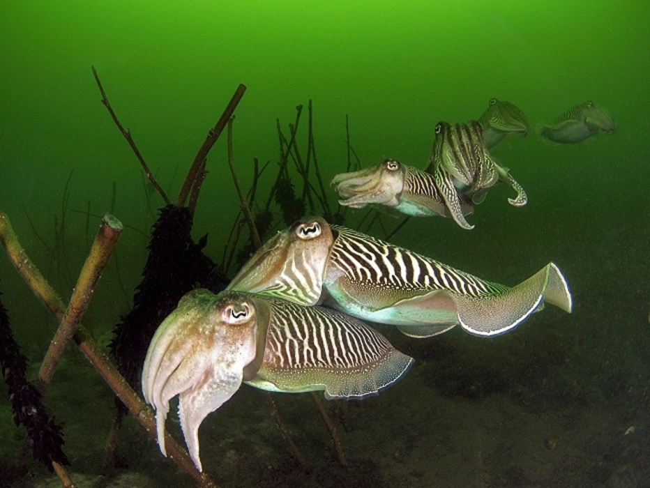 Eerste sepia's van 2015 gezien | Duikplaats.net