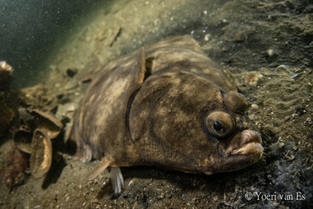 Duikende stroper van platvissen betrapt | Duikplaats.net